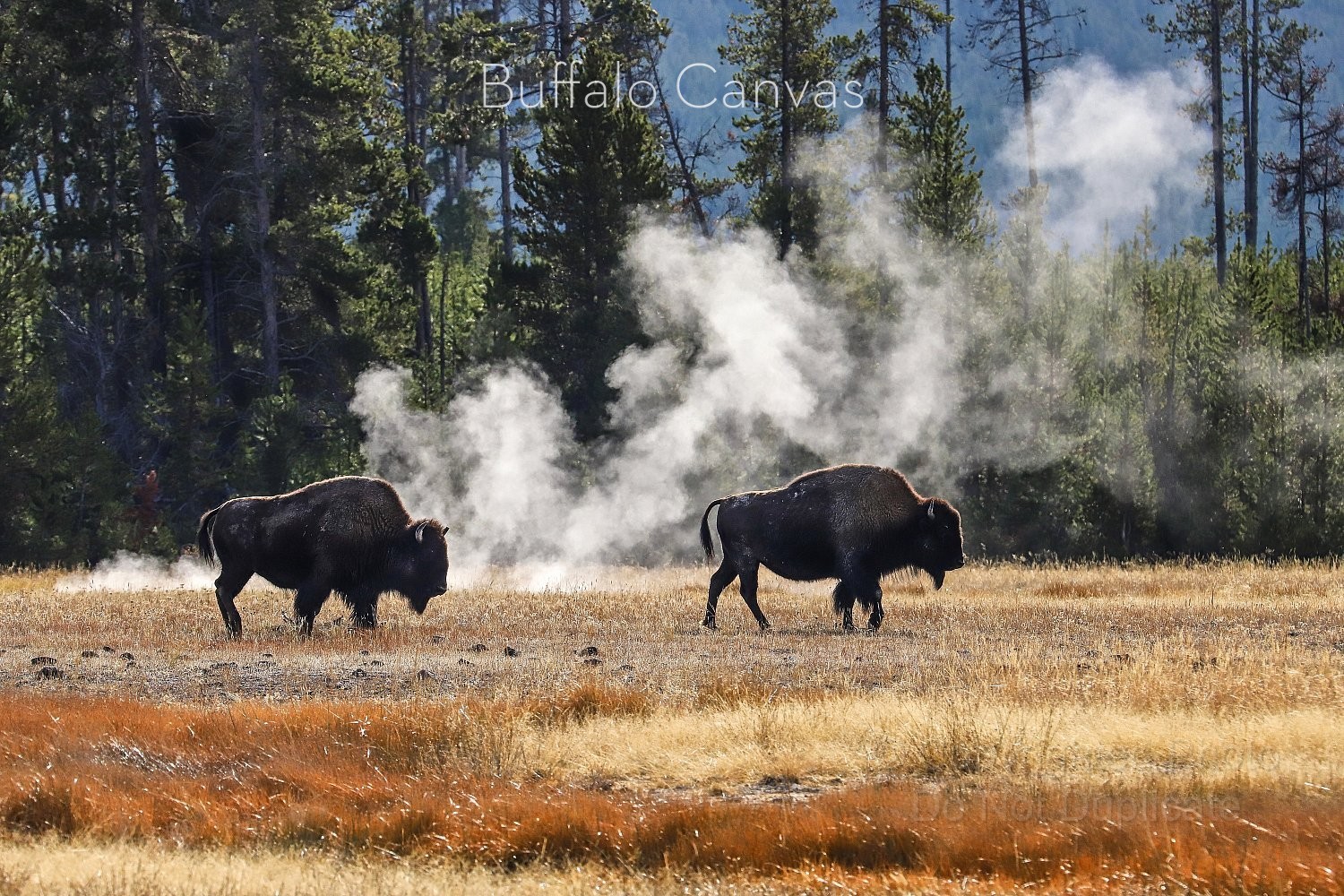Steve Behrns - Photo Gallery - Buffalo Canvas