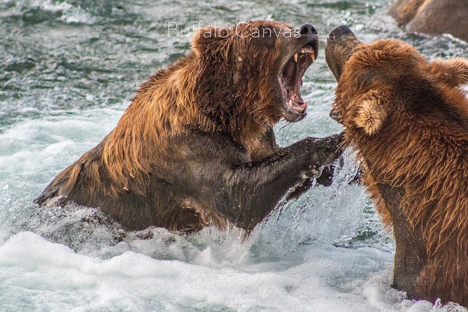 Steve Behrns - Photo Store - Buffalo Canvas
